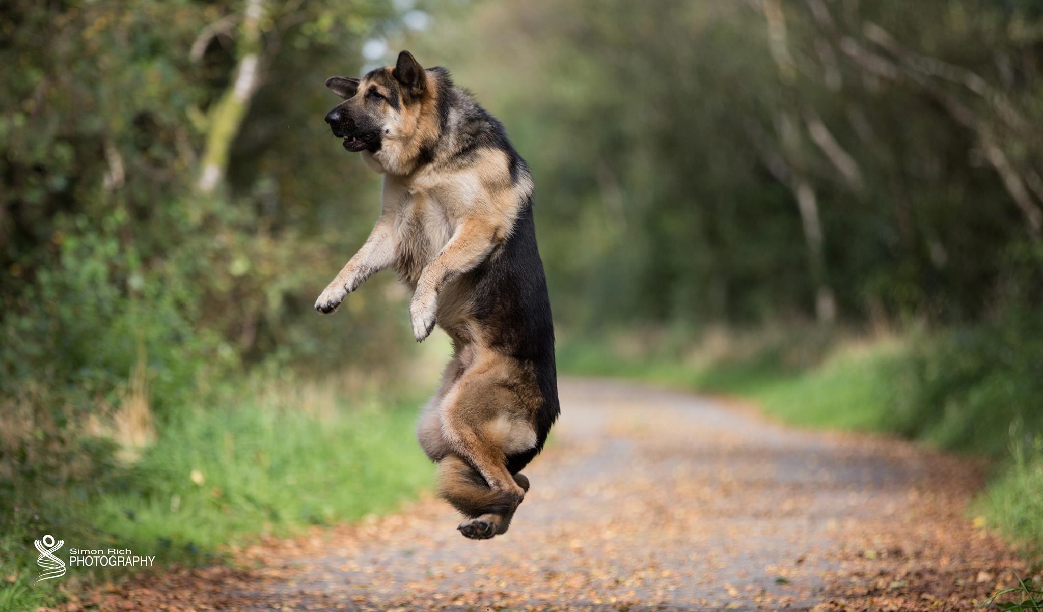The Unbreakable Bond: A Tribute to Dogs and Their Humans. | Intwined