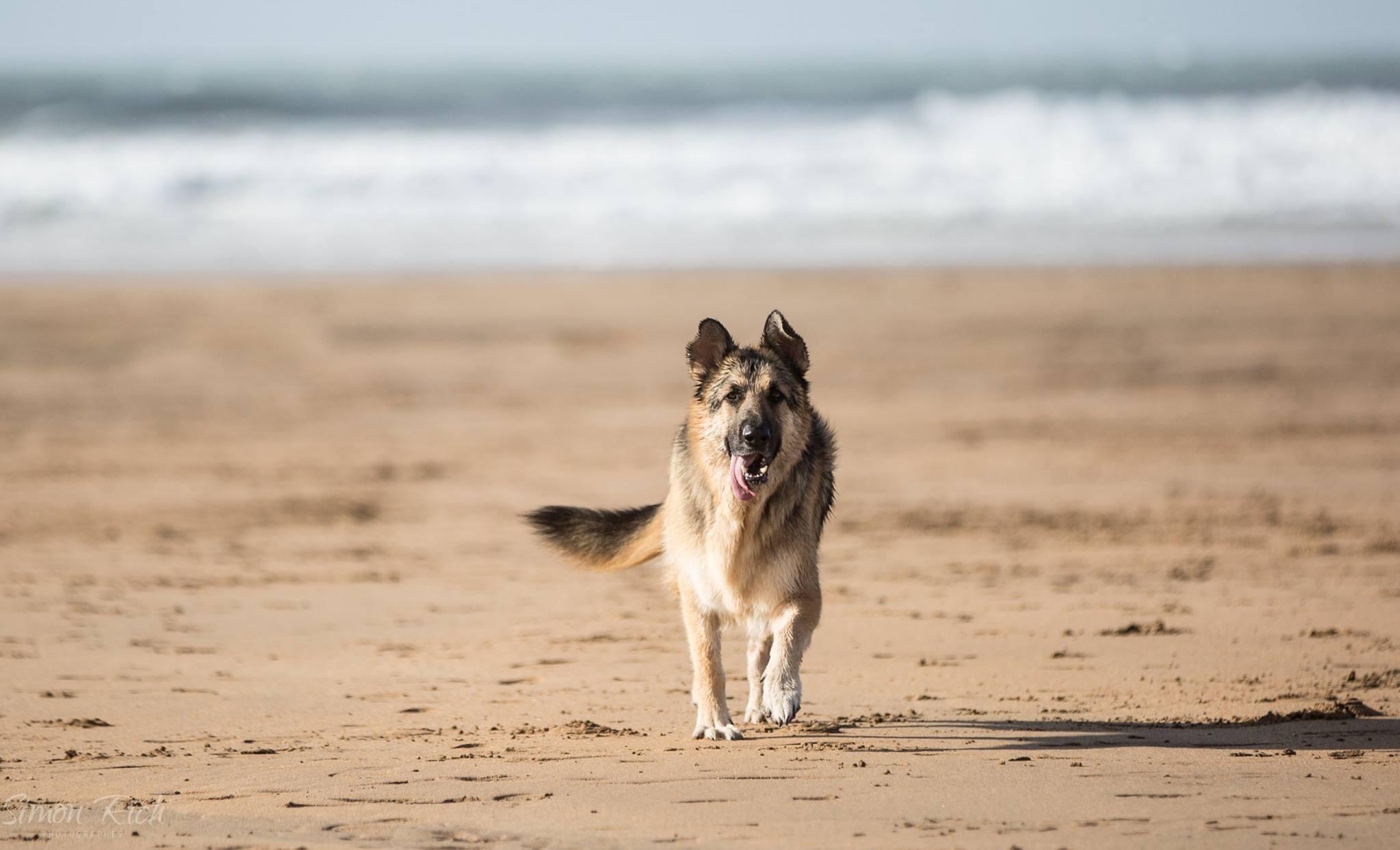 The Unbreakable Bond: A Tribute to Dogs and Their Humans. | Intwined
